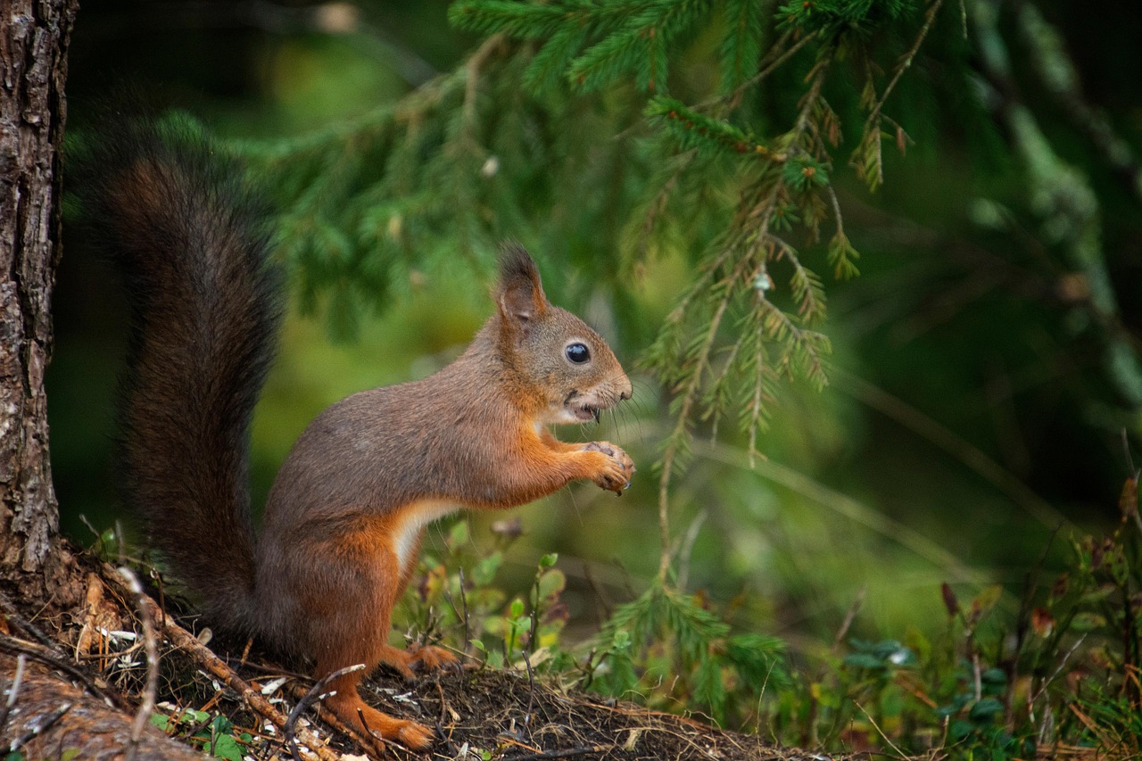 Animal Squirrel Mammal - Free photo on Pixabay - Pixabay