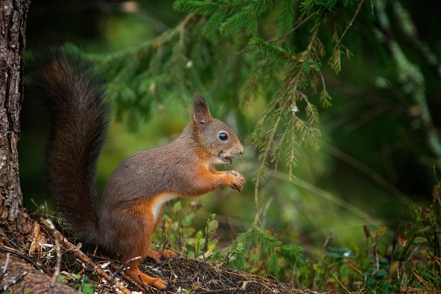 Animal Squirrel Mammal - Free photo on Pixabay - Pixabay