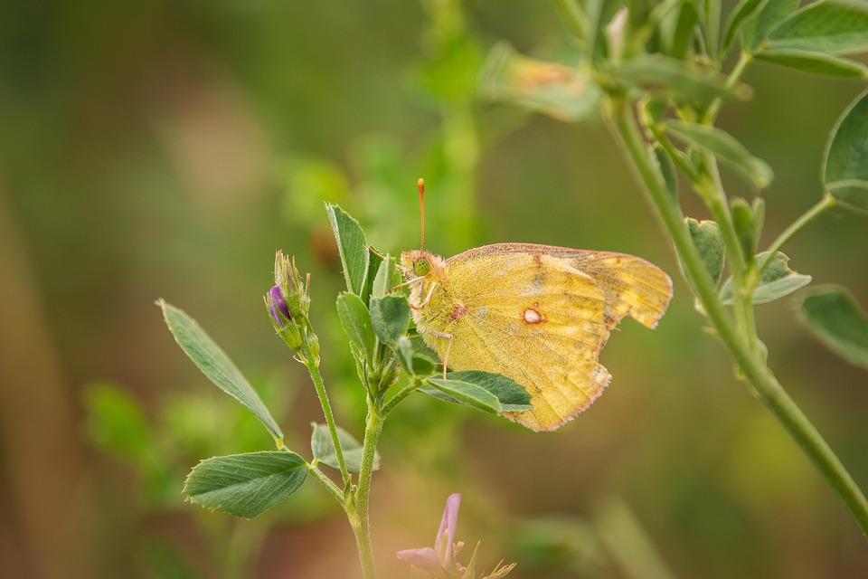 Butterfly Flower Colias Eurythema - Free photo on Pixabay - Pixabay
