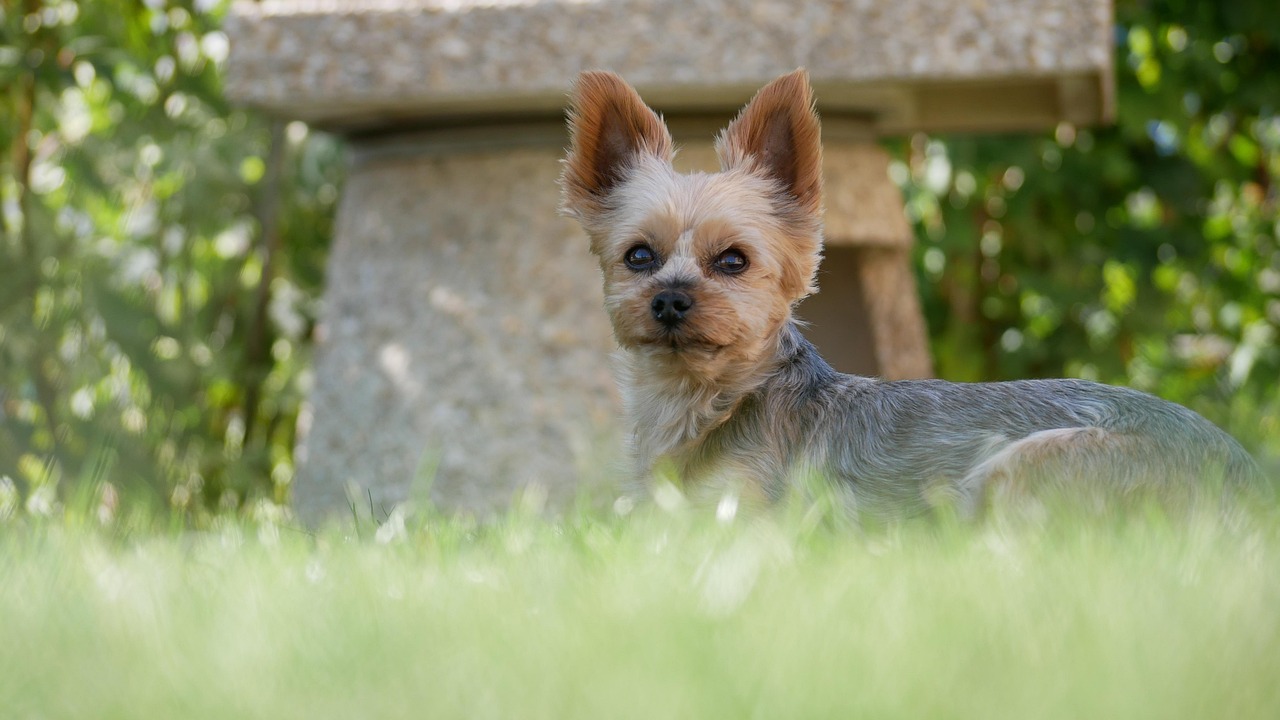Dog Yorkie Pet - Free photo on Pixabay - Pixabay