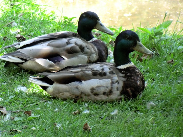 Nature Duck Ducks - Free photo on Pixabay