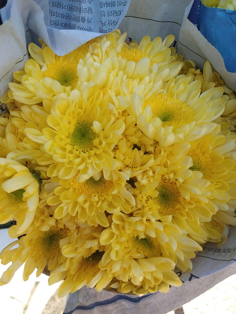 Bunga Kuning Alam - Foto gratis di Pixabay - Pixabay