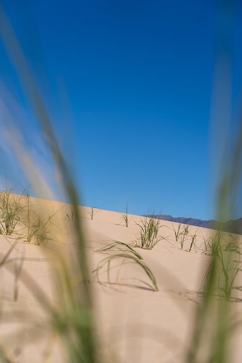 Grass Sand Dune - Free photo on Pixabay - Pixabay