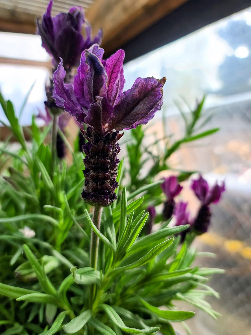 Lavender Flower Fragrant - Free photo on Pixabay - Pixabay