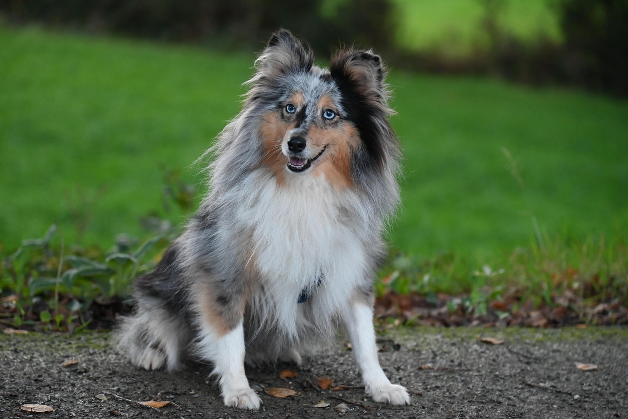 Shetland Sheepdog Dog Pet - Free photo on Pixabay