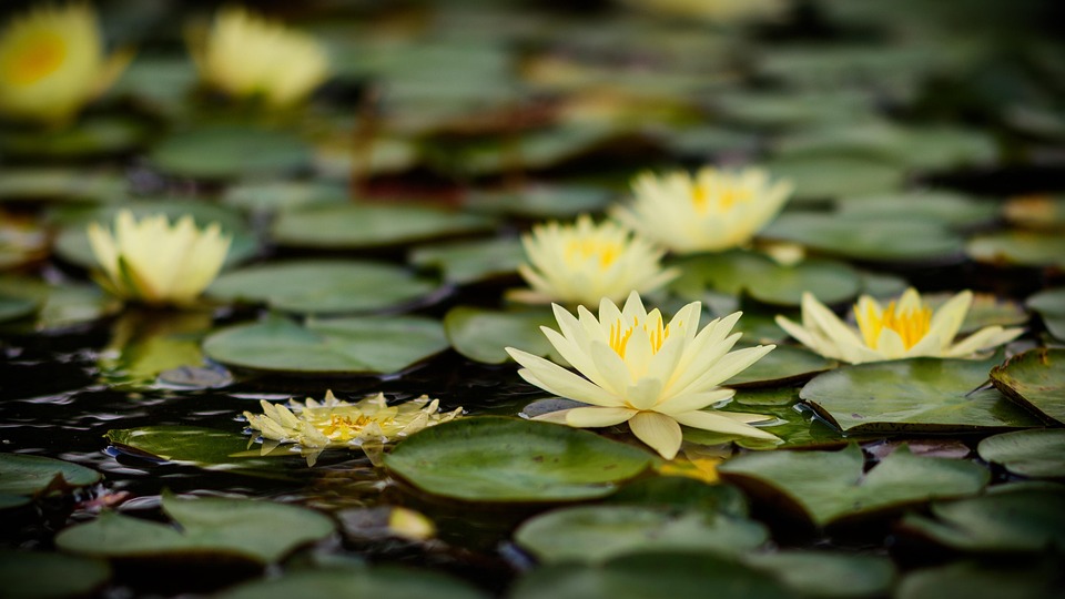 Lotus Blumen Pflanze - Kostenloses Foto auf Pixabay - Pixabay