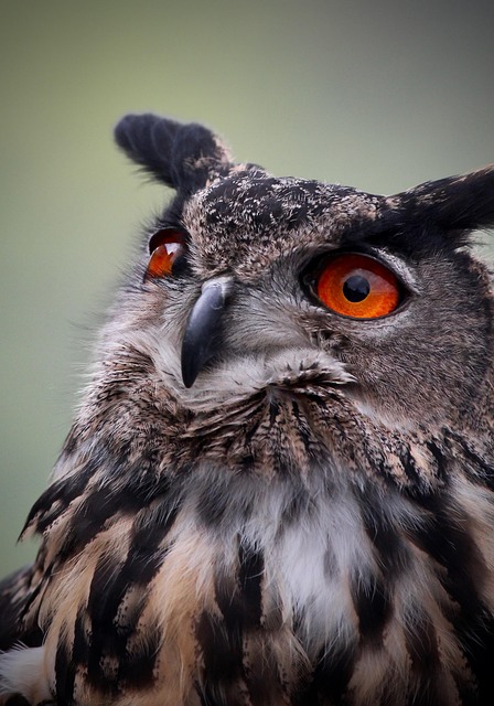 Hibou Oiseau Rapace Oiseaux De - Photo gratuite sur Pixabay - Pixabay