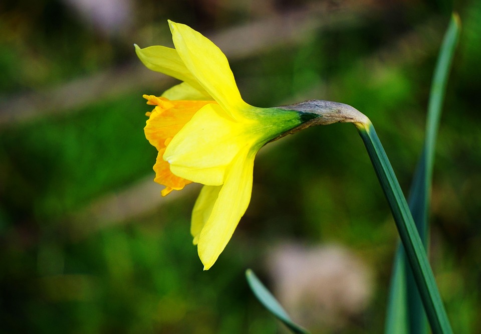 Daffodil Narcissus Flower - Free photo on Pixabay - Pixabay