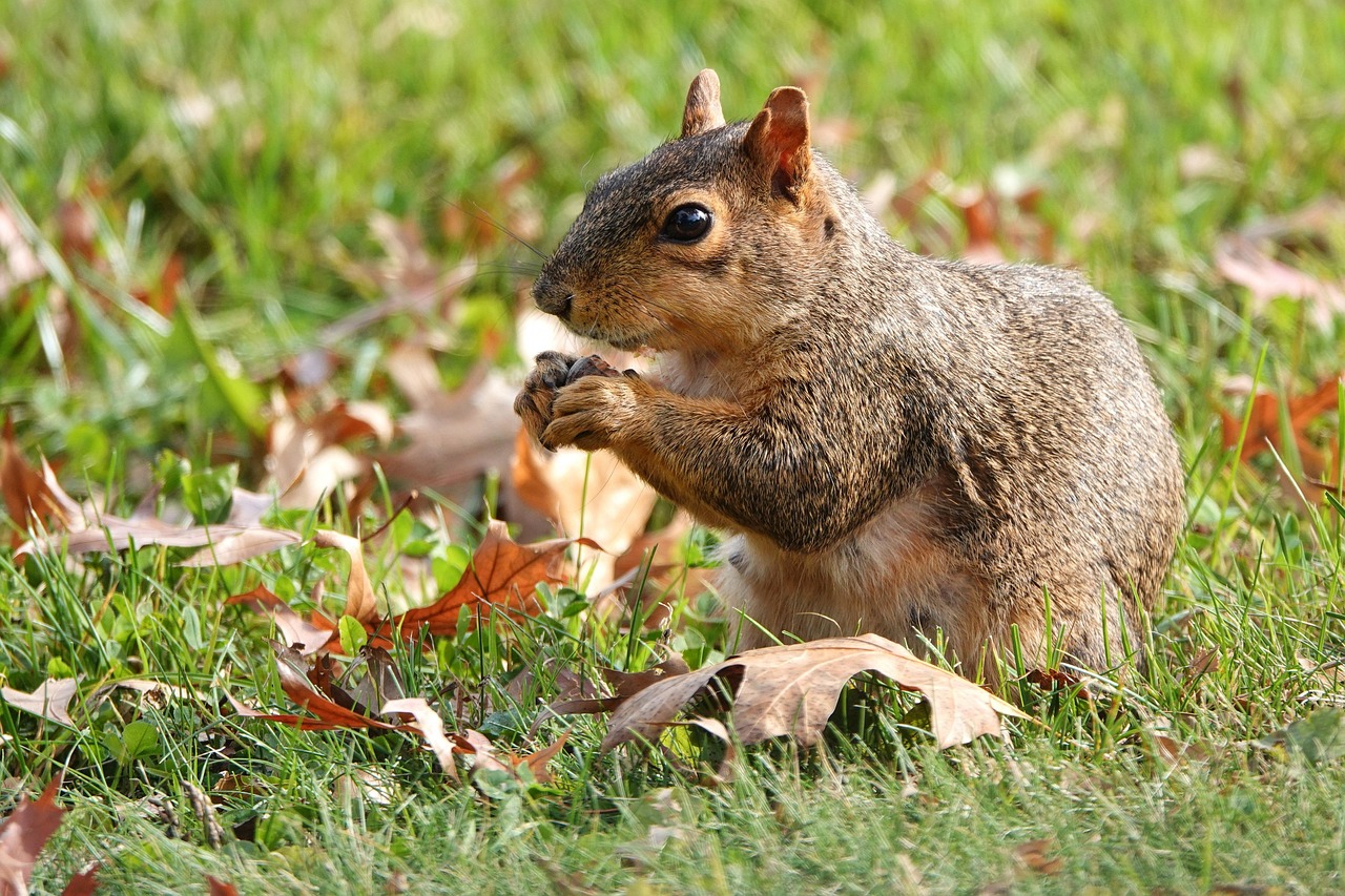 Squirrel Rodent Mammal - Free photo on Pixabay