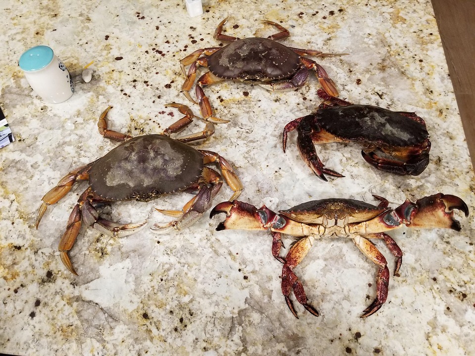 Crab Fishing Sea - Free photo on Pixabay - Pixabay