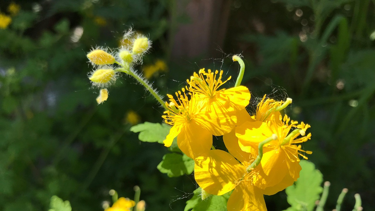 Wilde Bloemen Behang Geel - Gratis foto op Pixabay - Pixabay