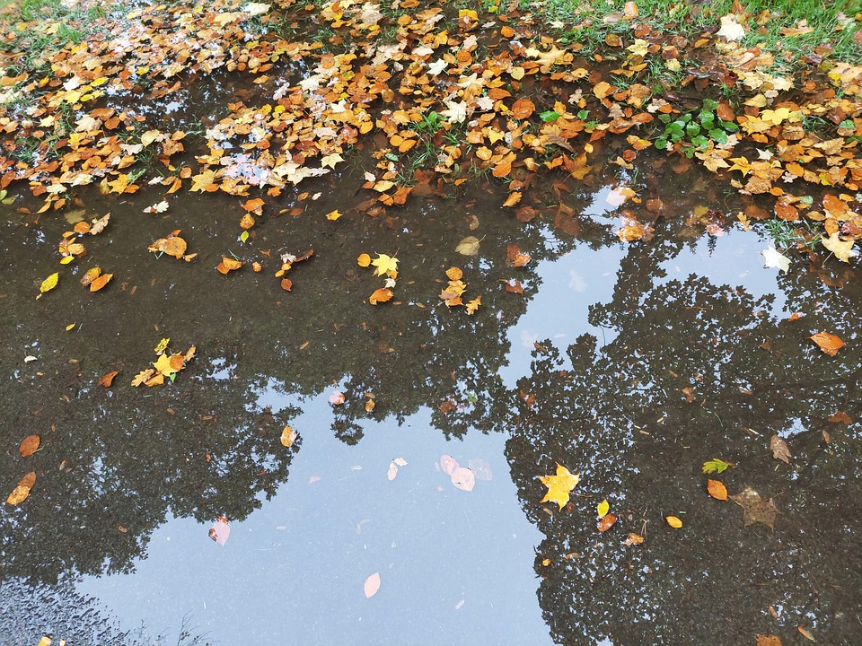 Autumn Leaves Reflection Calm - Free photo on Pixabay - Pixabay
