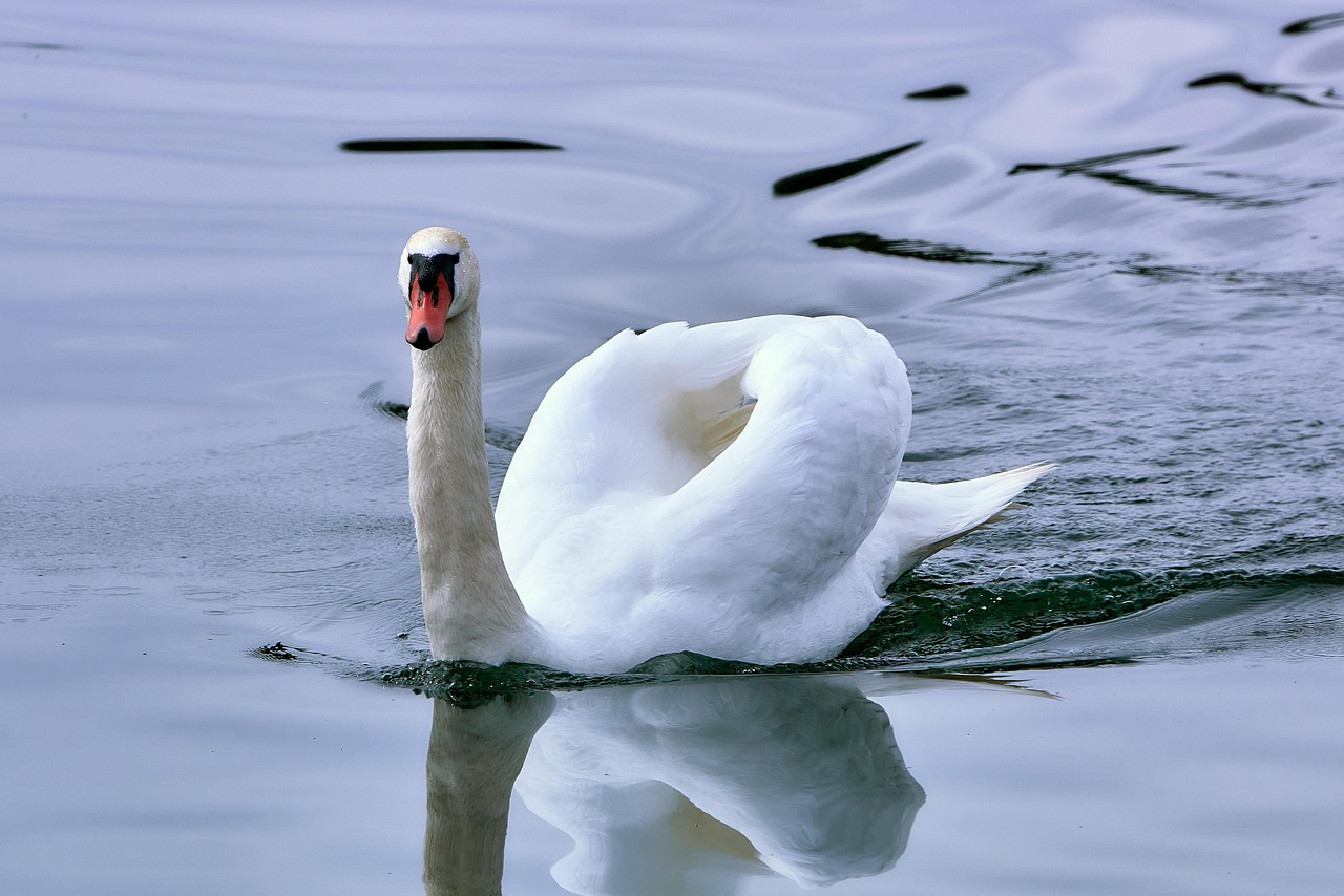 Cisne Pássaro Animal - Foto gratuita no Pixabay - Pixabay