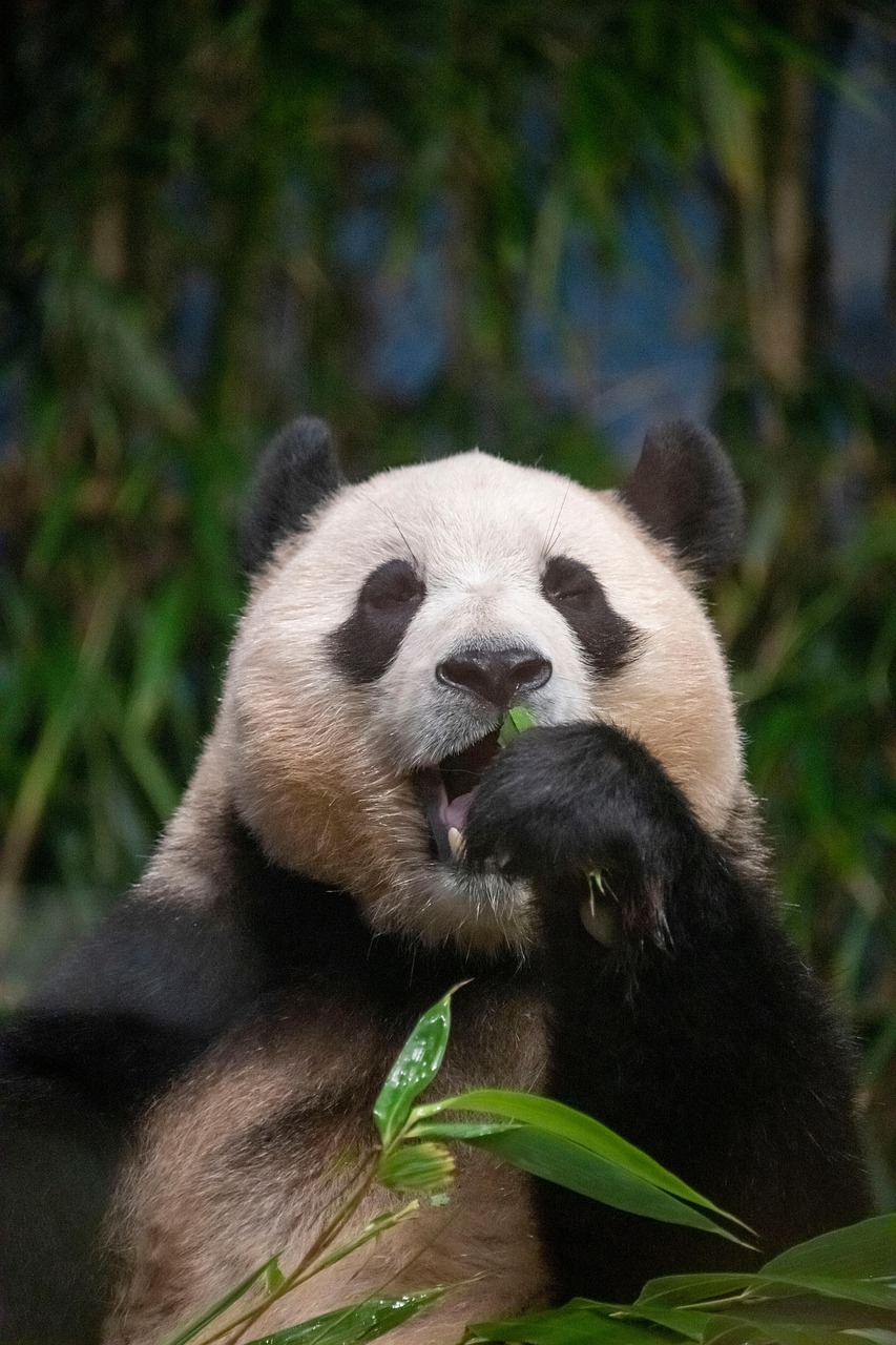 Panda Bär Everland - Kostenloses Foto auf Pixabay - Pixabay