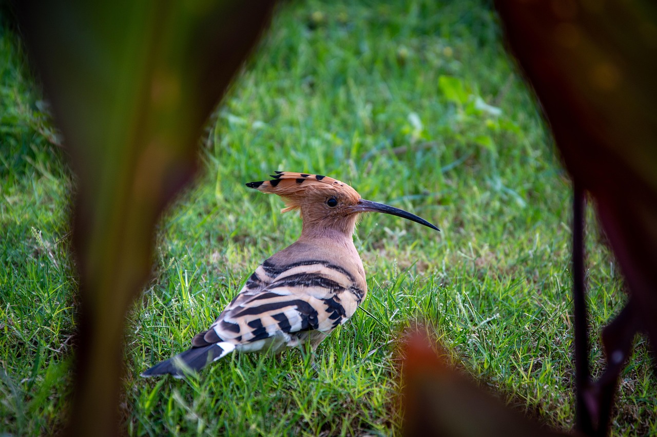 Oiseau Huppe Fasciée Le Bec - Photo gratuite sur Pixabay - Pixabay