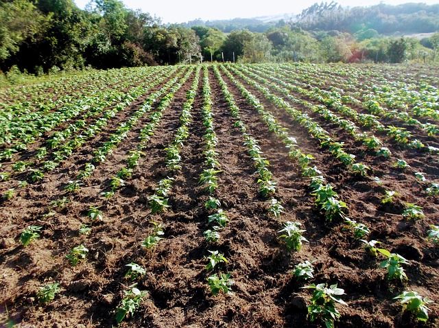 Plantation Potager Parterre De - Photo gratuite sur Pixabay - Pixabay