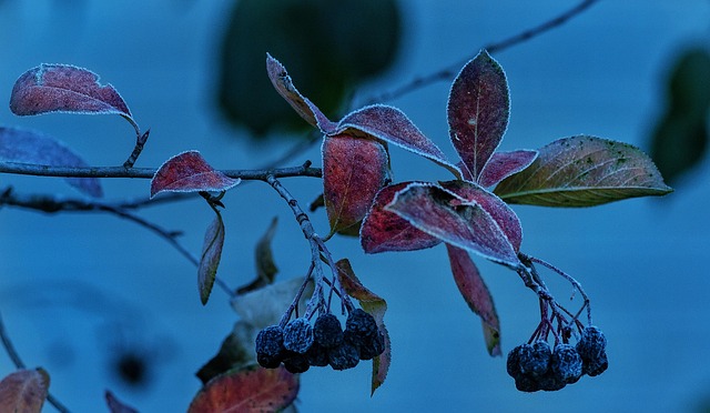 Frozen Frost Autumn - Free photo on Pixabay - Pixabay