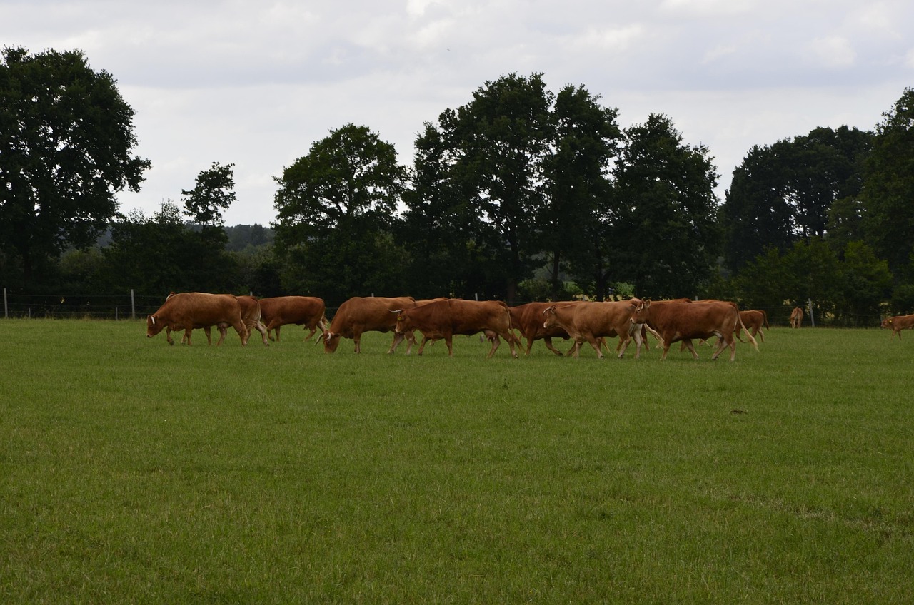 Pasture Cows Bovine - Free photo on Pixabay - Pixabay