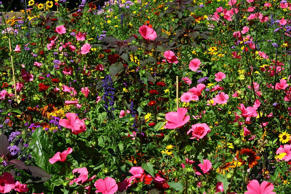 Splendor Of Flowers Flower Sea - Free photo on Pixabay - Pixabay