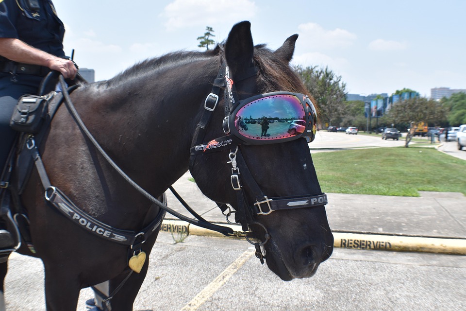 Police Horse Mounted Unit - Free photo on Pixabay - Pixabay