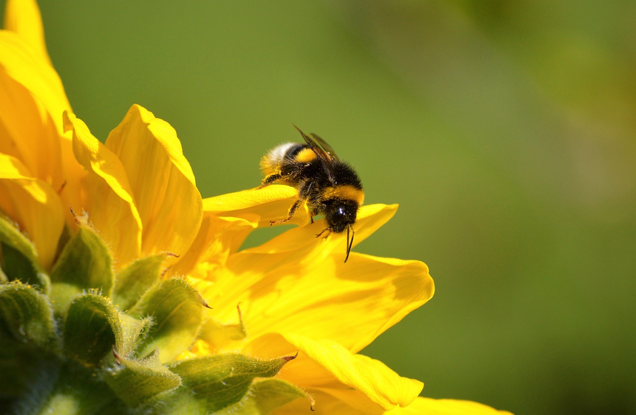 Nature Close Up Composites Hd - Free photo on Pixabay