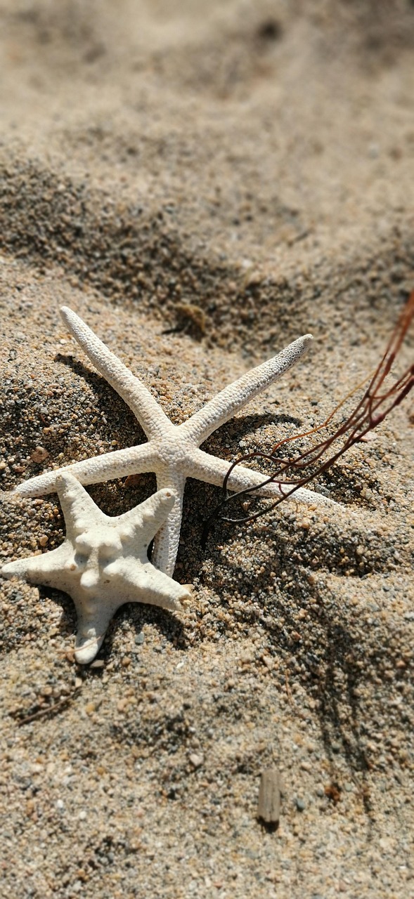 Hermosas Estrellas De Mar En La Playa