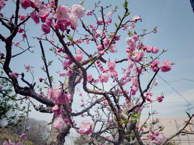 Japon Prune Fleur De - Photo gratuite sur Pixabay - Pixabay