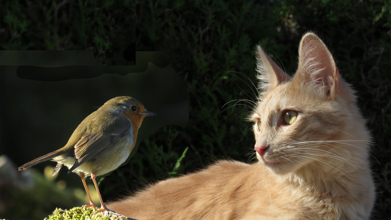 Nature Oiseau Rouge Gorge - Photo gratuite sur Pixabay - Pixabay