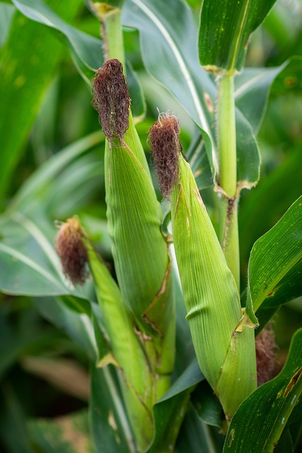 Elote Maíz Planta - Foto gratis en Pixabay - Pixabay