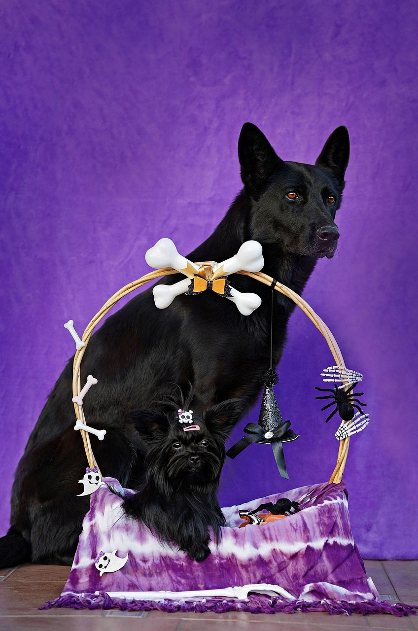 Dogs Yorkshire German Shepherd - Free photo on Pixabay - Pixabay