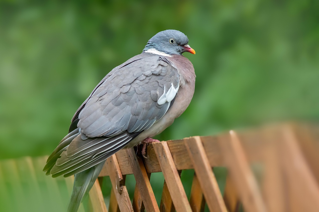 Pigeon Ramier Oiseau - Photo gratuite sur Pixabay - Pixabay