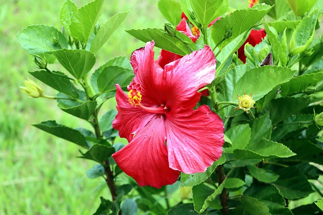 Hibiscus Hawaïen Plante Indigène - Photo gratuite sur Pixabay - Pixabay