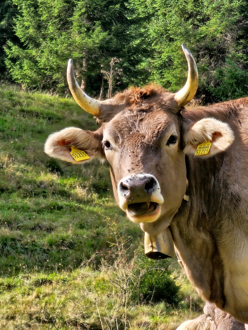 Alp Cow Horns - Free photo on Pixabay - Pixabay
