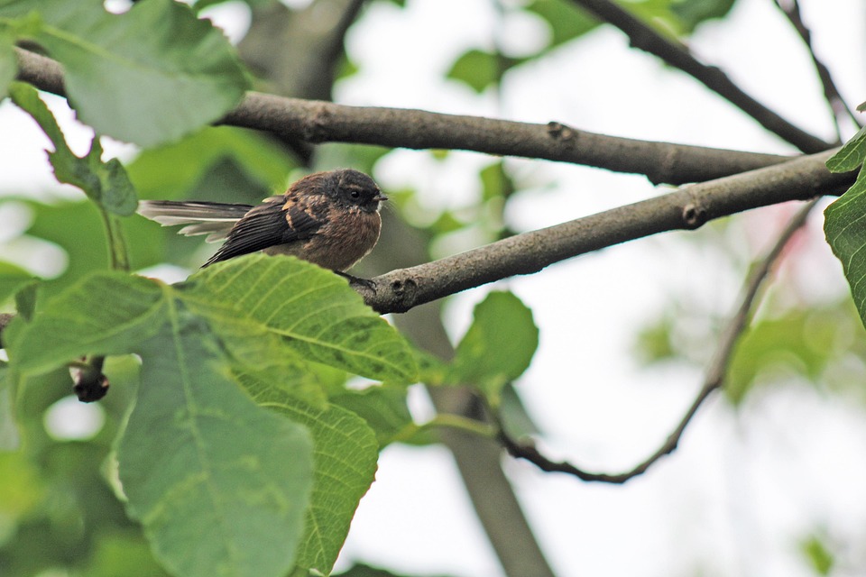 Fantail Oiseau Brown Le - Photo gratuite sur Pixabay - Pixabay