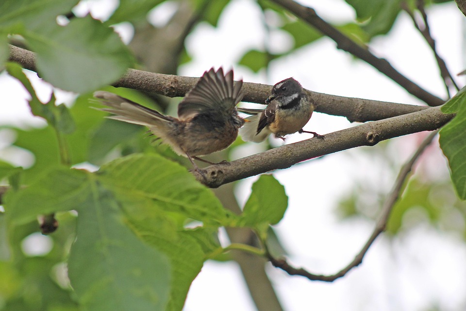 Fantail Oiseau Brown Le - Photo gratuite sur Pixabay - Pixabay