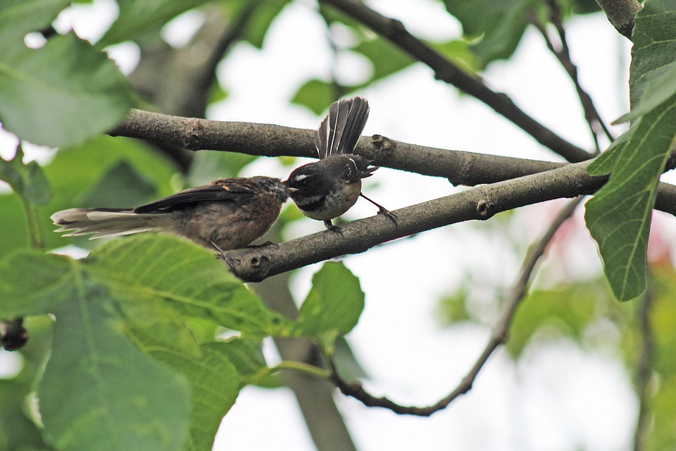Fantail Oiseau Brown Le - Photo gratuite sur Pixabay - Pixabay