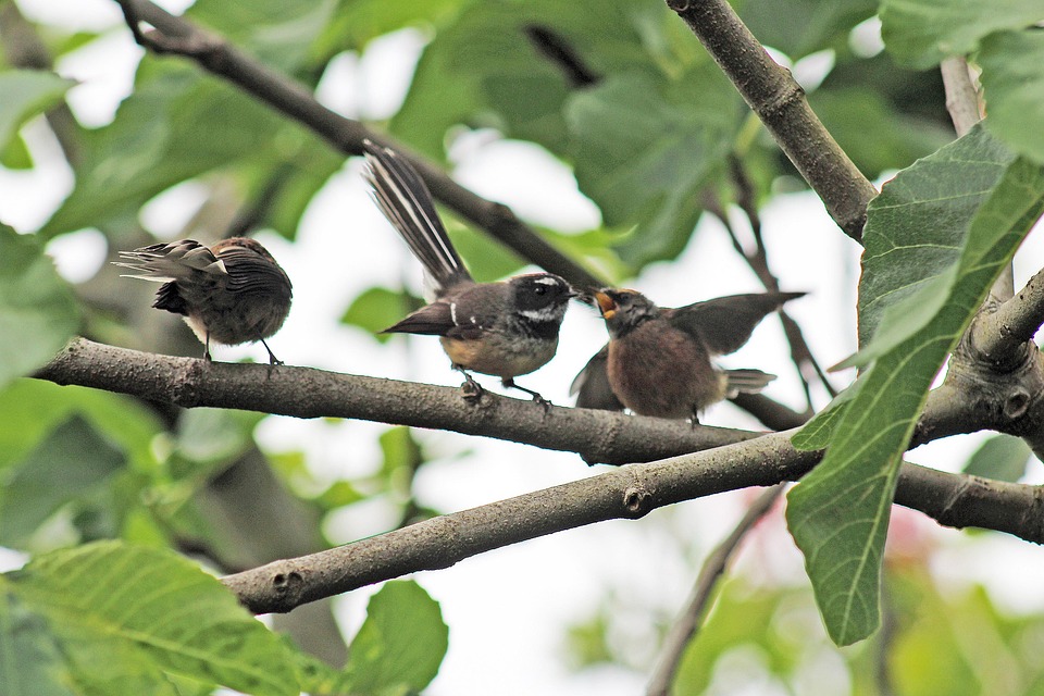 Fantail Oiseau Brown Le - Photo gratuite sur Pixabay - Pixabay
