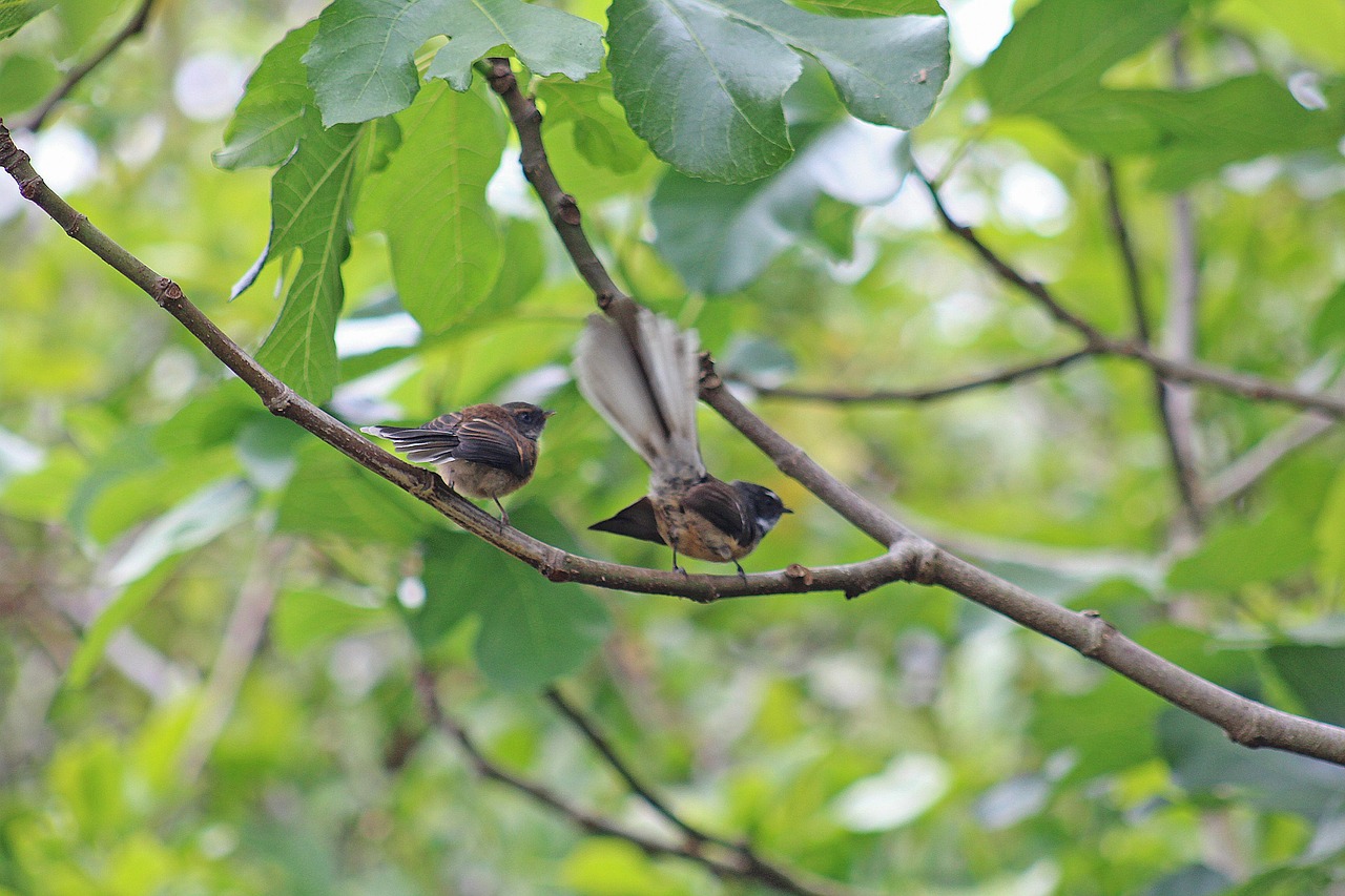 Fantail Oiseau Brown Le - Photo gratuite sur Pixabay - Pixabay