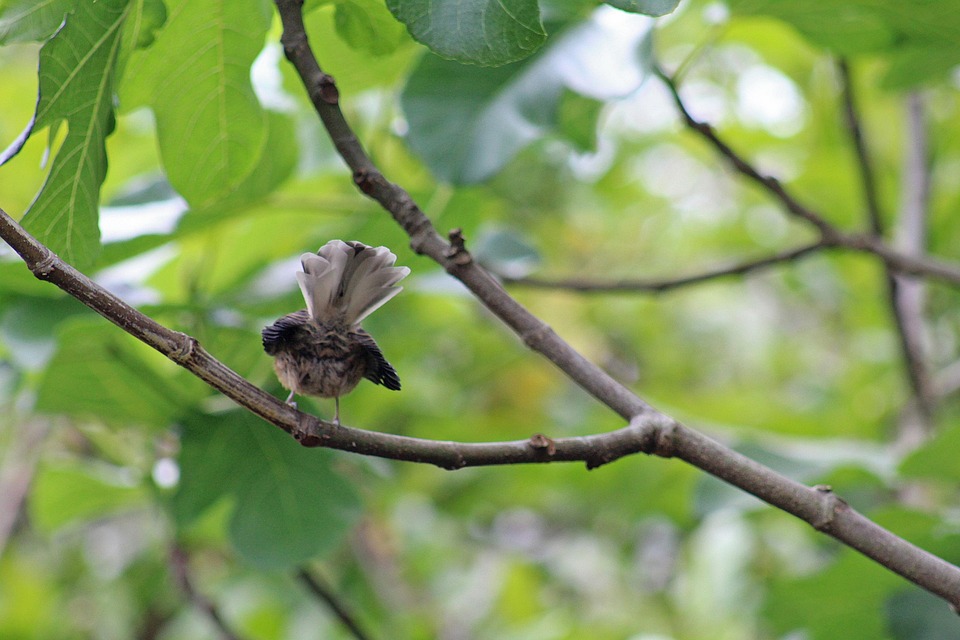 Fantail Oiseau Brown Le - Photo gratuite sur Pixabay - Pixabay