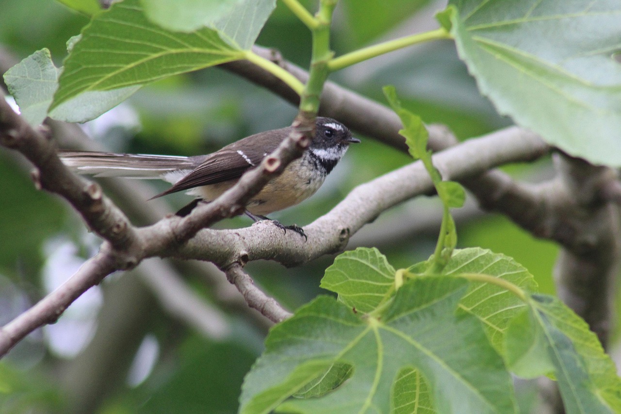 Fantail Pássaro Brown - Foto gratuita no Pixabay - Pixabay