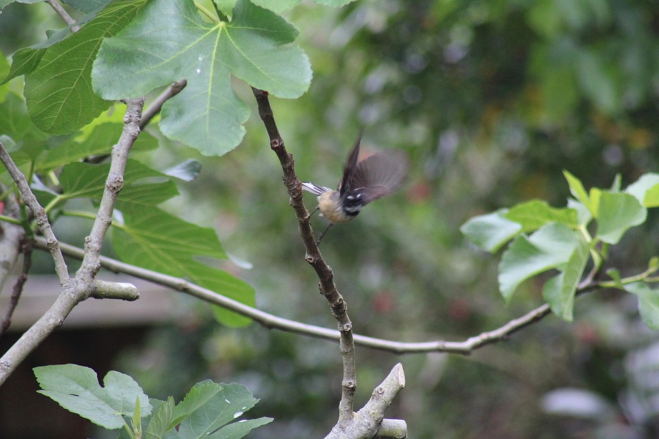 Fantail Oiseau Brown Le - Photo gratuite sur Pixabay - Pixabay