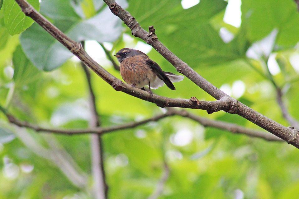 Fantail Oiseau Brown Le - Photo gratuite sur Pixabay - Pixabay