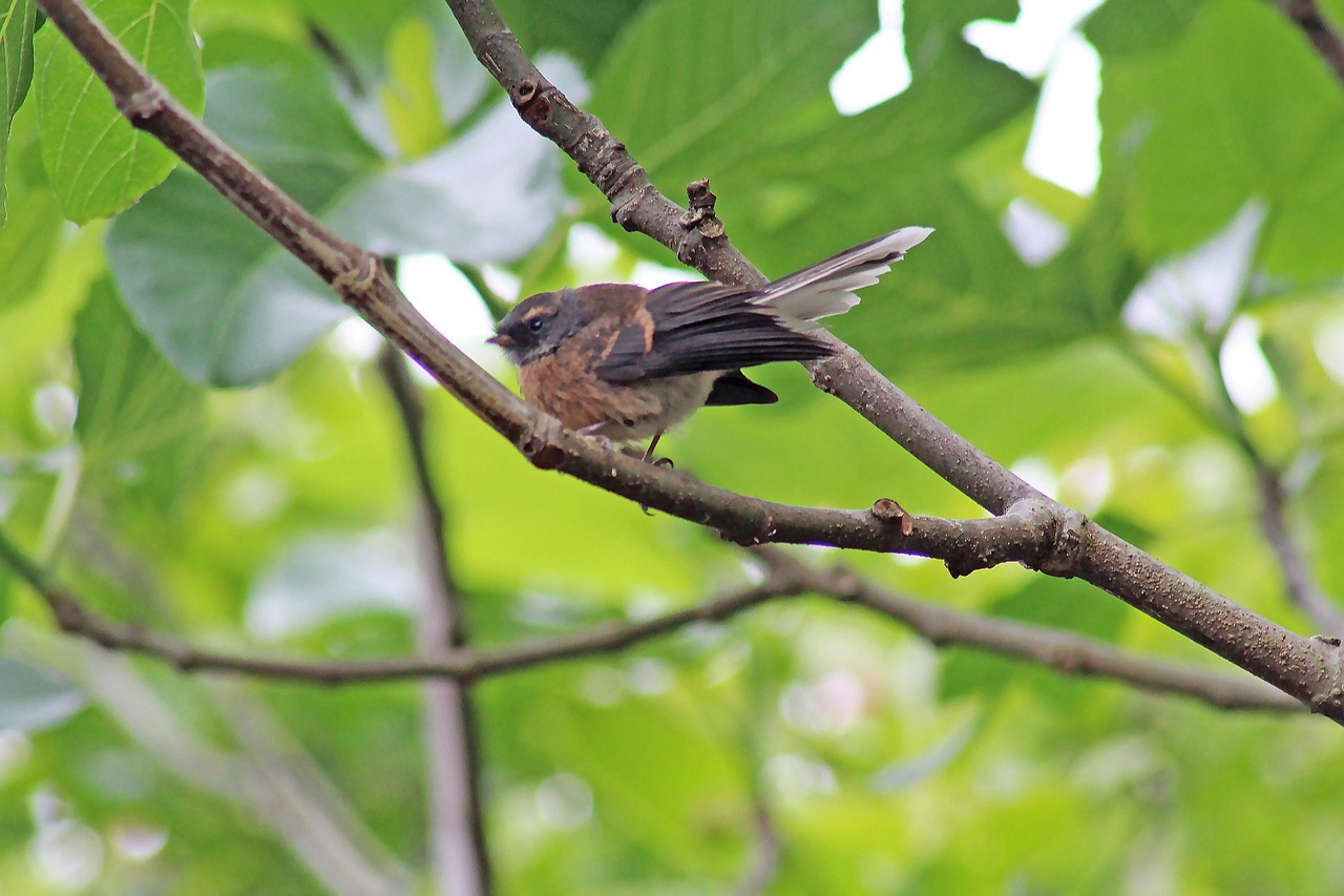 Fantail Bird Brown - Free photo on Pixabay - Pixabay