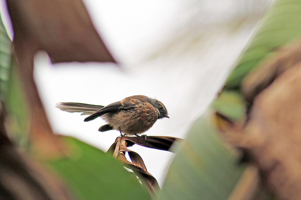 Fantail Oiseau Brown Le - Photo gratuite sur Pixabay - Pixabay