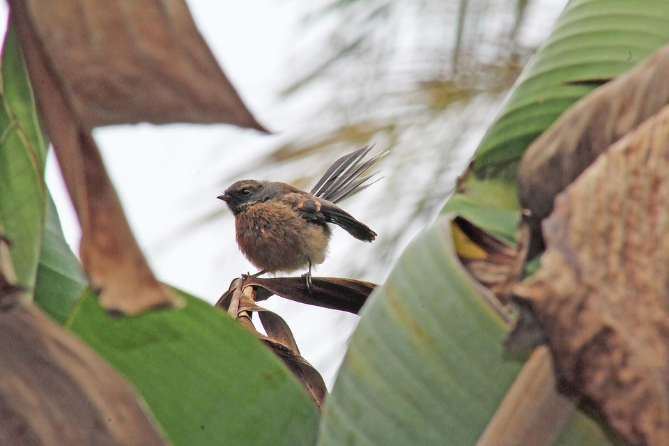 Fantail Oiseau Brown Le - Photo gratuite sur Pixabay - Pixabay