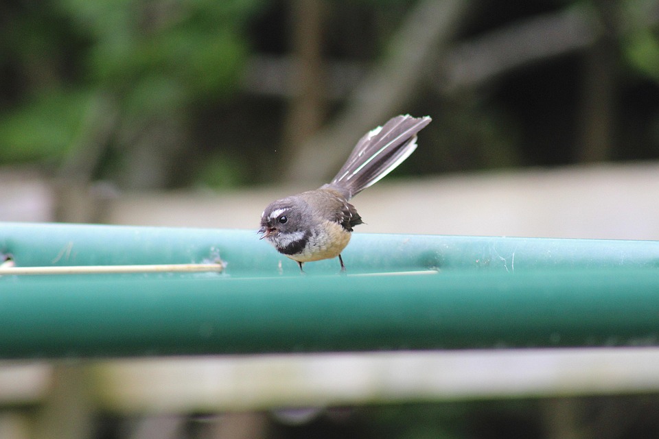 Fantail Oiseau Brown Le - Photo gratuite sur Pixabay - Pixabay