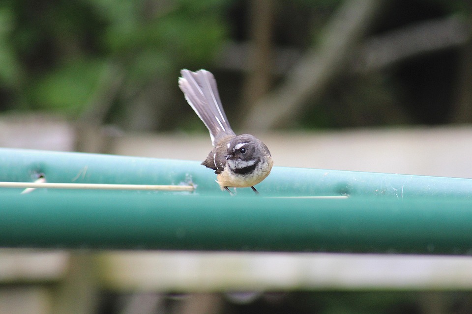 Fantail Oiseau Brown Le - Photo gratuite sur Pixabay - Pixabay