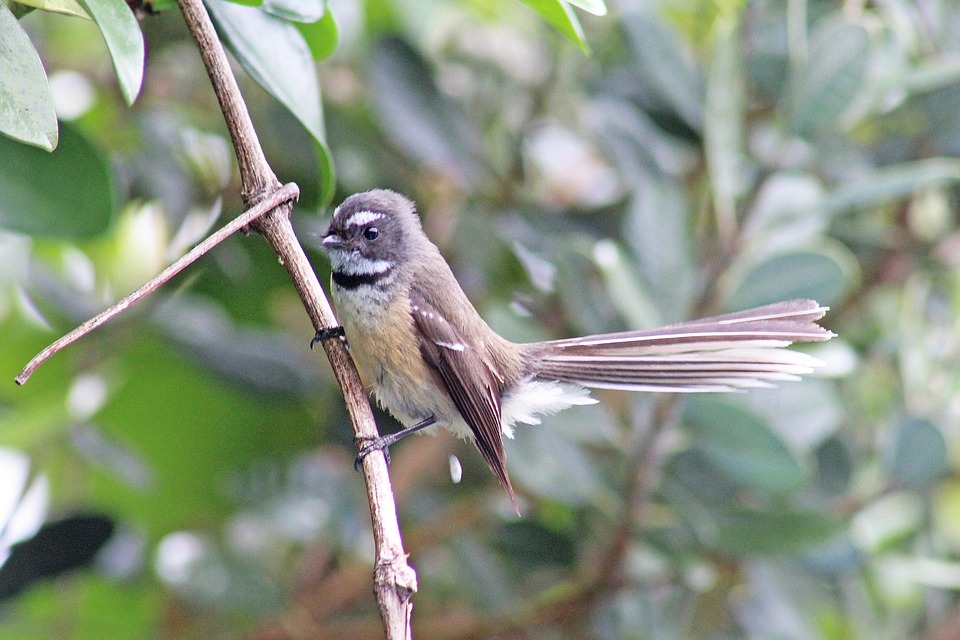 Fantail Oiseau Brown Le - Photo gratuite sur Pixabay - Pixabay
