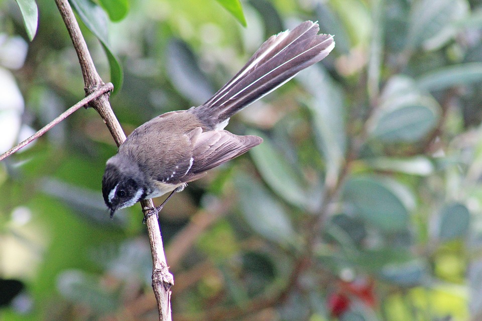 Fantail Oiseau Brown Le - Photo gratuite sur Pixabay - Pixabay