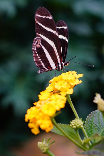 Papillon À Longues Ailes - Photo gratuite sur Pixabay - Pixabay